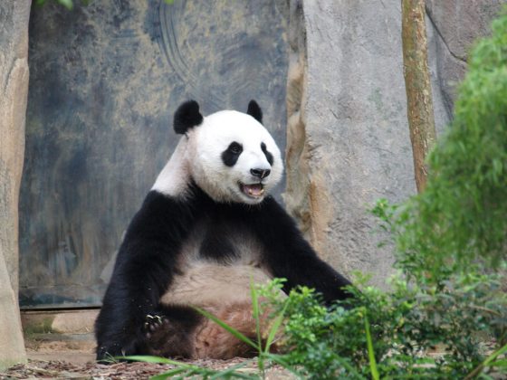 Como os pandas gigantes escaparam da lista de animais ameaçados de ...